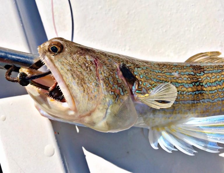 ***7/6/17 CMFA Adventure Report*** 28 inch Margate Caught Offshore ...